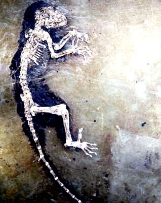 Ida Fossil Fiasco • Darwin, Then and Now