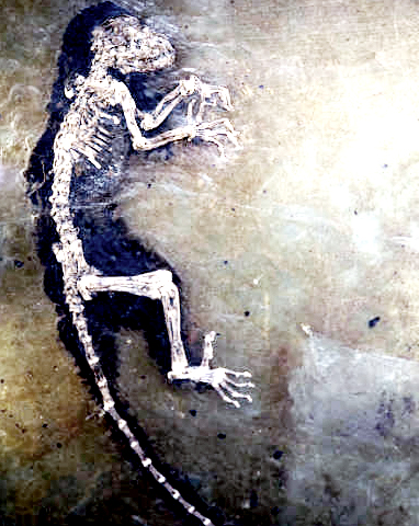 Ida Fossil Fiasco • Darwin, Then and Now