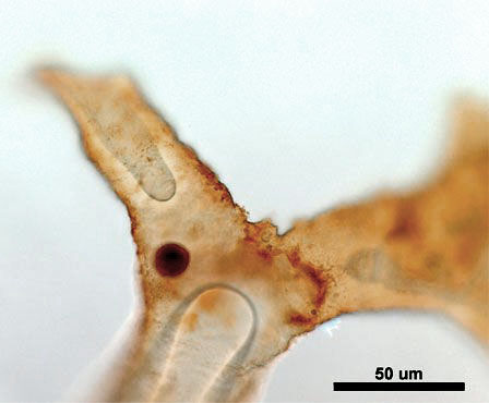 Dinosaur Soft Tissue on 60 Minutes • Darwin, Then and Now