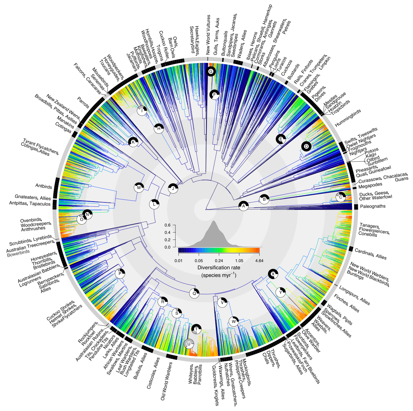 New Bird Tree of Life • Darwin, Then and Now