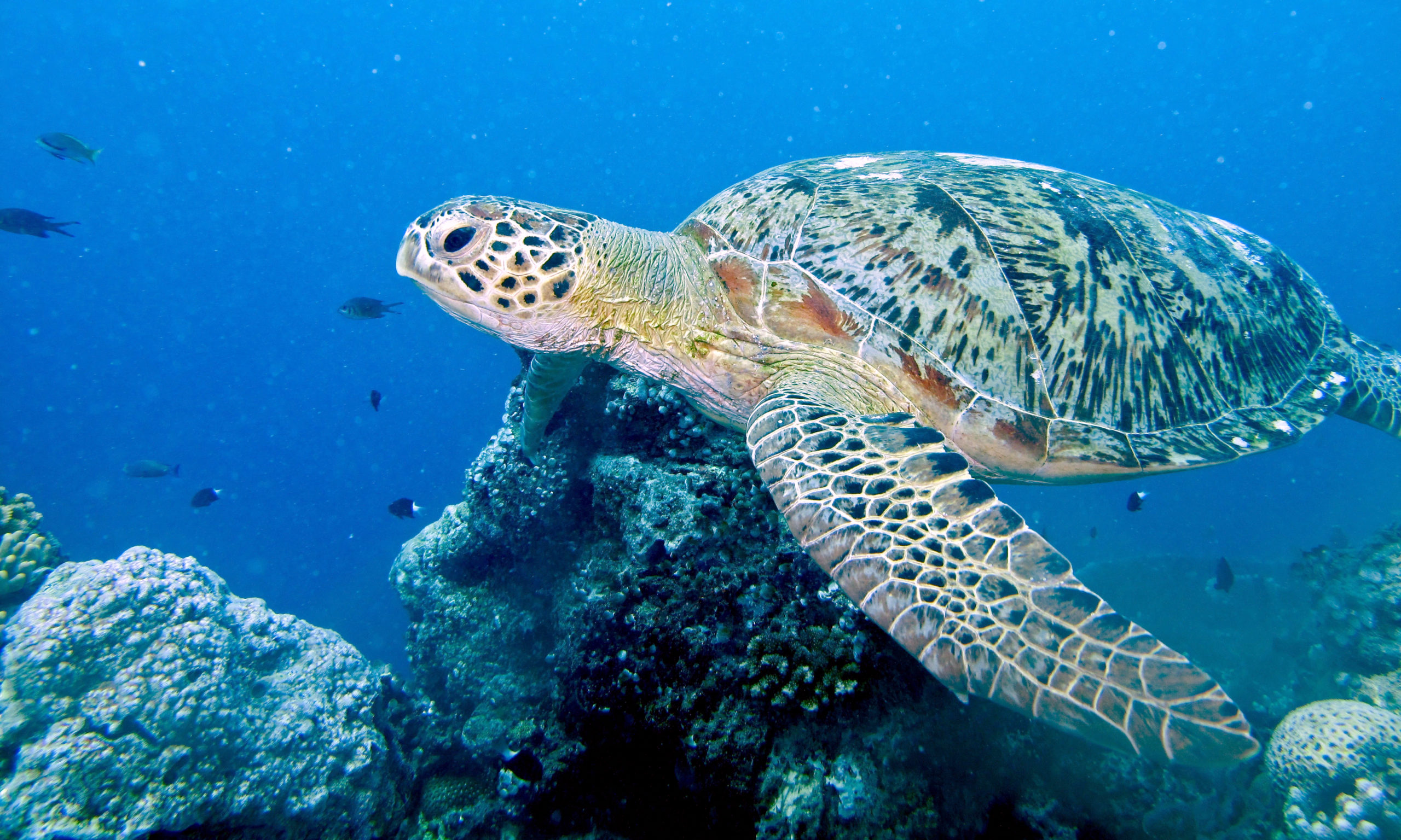 Turtle Genome • Darwin, Then and Now