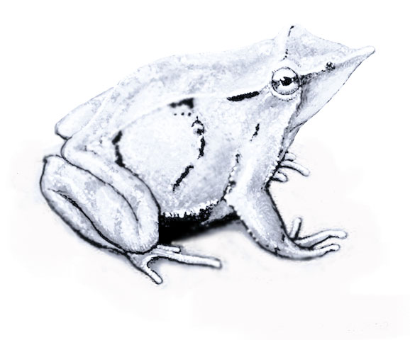 Darwin’s Frog Faces Extinction • Darwin, Then and Now
