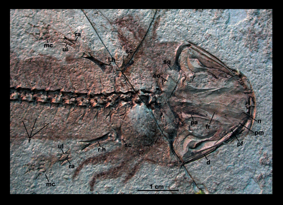 Daohugou Biota • Darwin, Then and Now