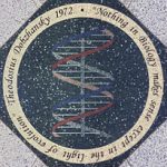 Whale Evolution Nightmare • Darwin, Then and Now