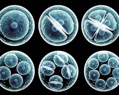 Embryology • Darwin, Then and Now