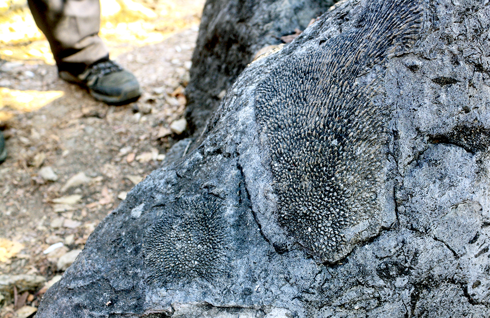 Fossil Record • Darwin, Then and Now